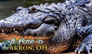 Alligators in Akron Lakes