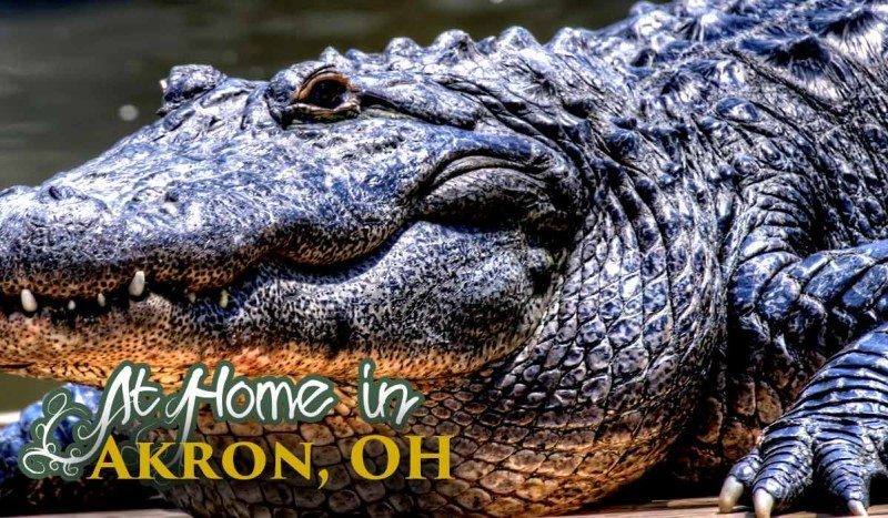 Alligators in Akron Lakes