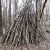 The Bears are making Teepees in the Cuyahoga Valley National Park ...