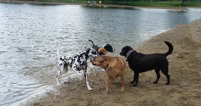 Top 10 Dog Parks Near Akron - Akron Ohio Moms