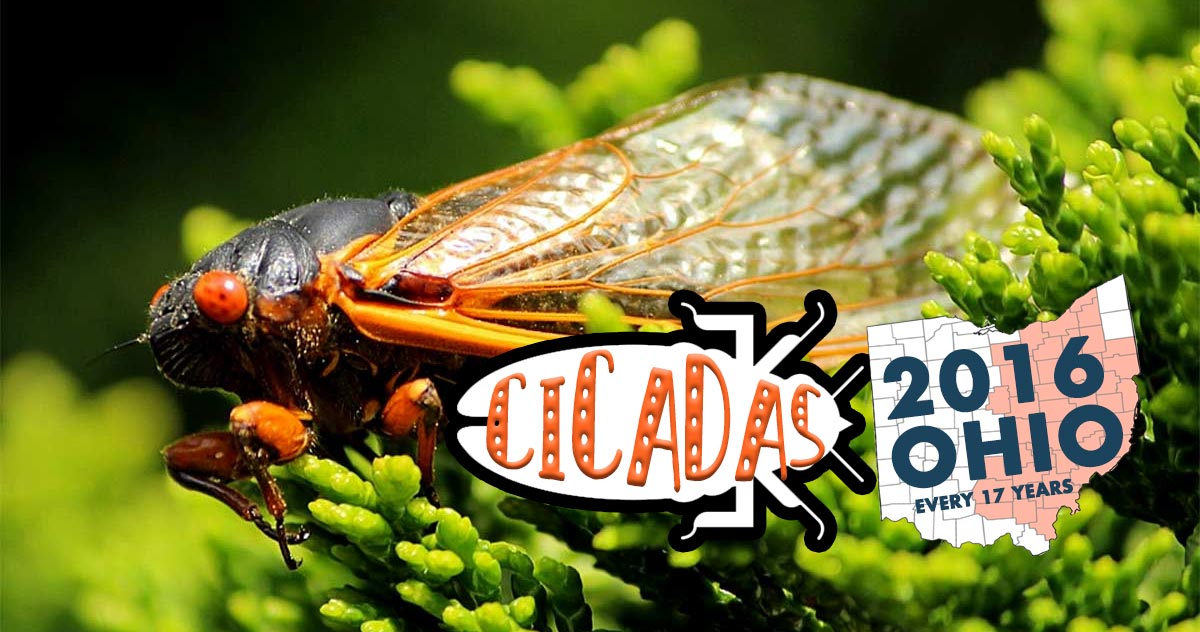 Expect Cicadas in Eastern Ohio in the Summer of 2016 - Akron Ohio Moms