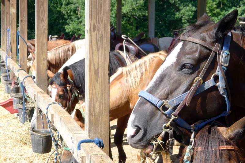 Horseback Riding in Santa Claus, IN at Santa's Stables - Akron Ohio Moms
