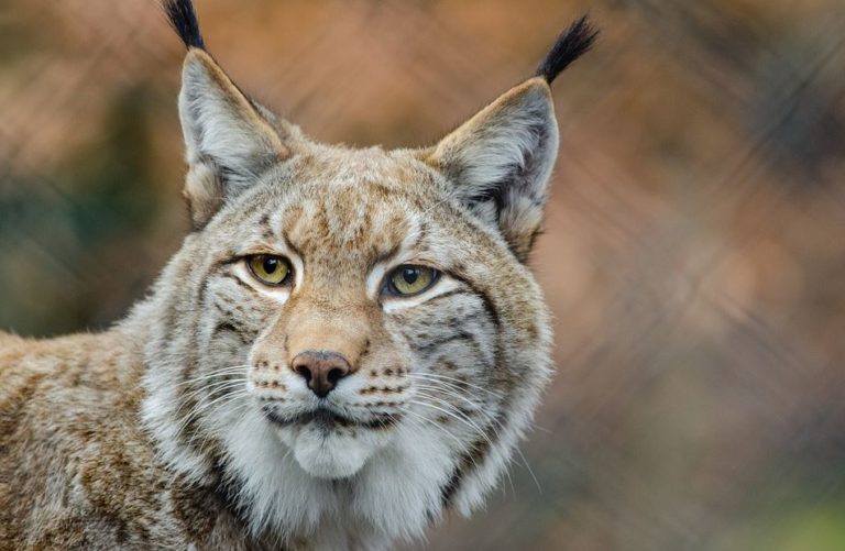 Bobcats, Mountain Lions, Cougars and Leopards in Ohio with Video ...
