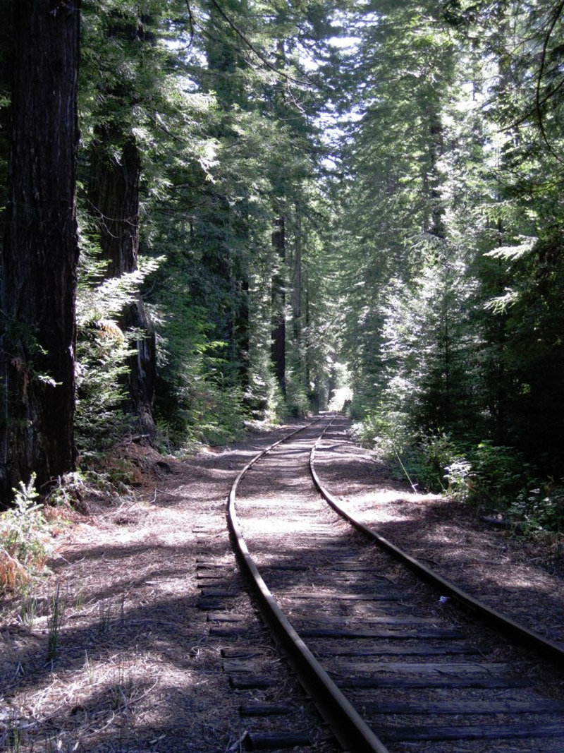 Experience Majestic California Redwoods on the Historic Skunk Train ...