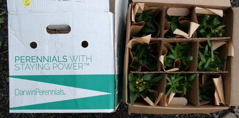 Add NEW Perennial Flowers to Your Garden with DarwinPerennials! - Akron ...