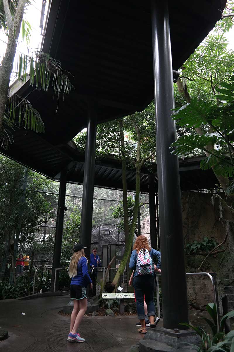 Our Visit to the #1 Zoo in the World - San Diego Zoo - Akron Ohio Moms