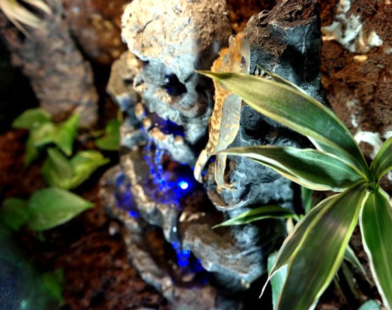 Building a BioActive Terrarium with Zoo Med Repti Rapids LED Waterfall ...