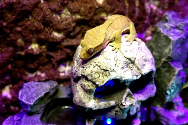 Building a BioActive Terrarium with Zoo Med Repti Rapids LED Waterfall ...