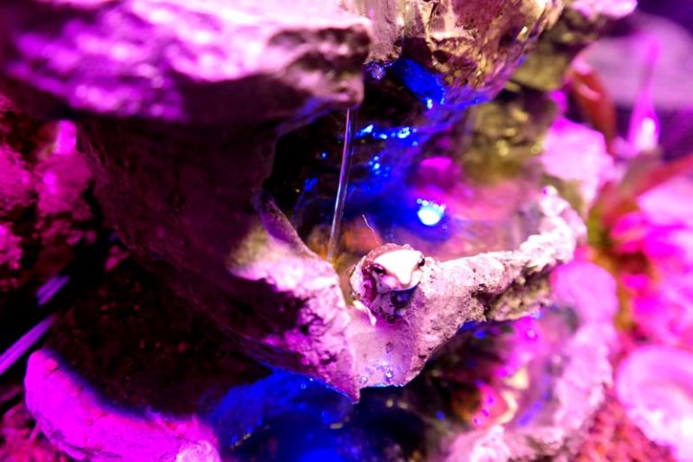 Building a BioActive Terrarium with Zoo Med Repti Rapids LED Waterfall ...