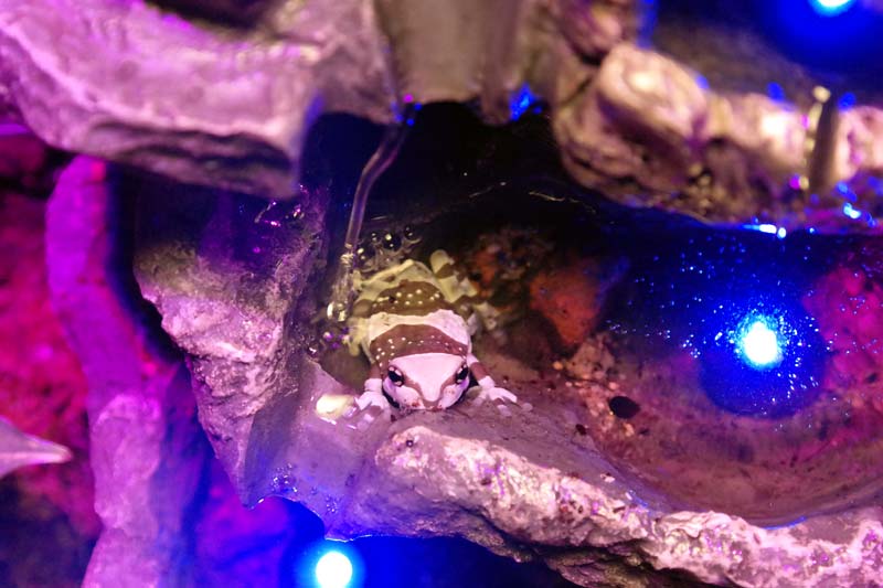 Building a BioActive Terrarium with Zoo Med Repti Rapids LED Waterfall ...