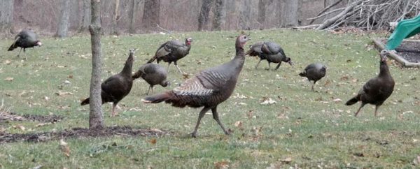 Wild Turkeys are Everywhere in the Akron Area! - Akron Ohio Moms