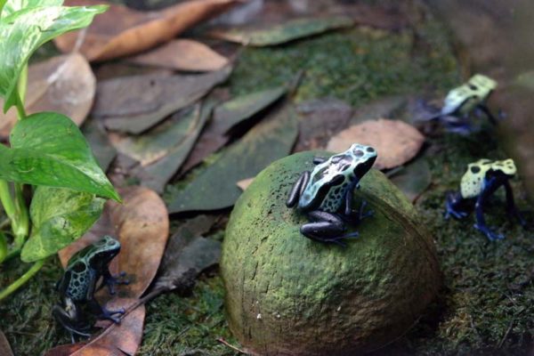 Josh's Frogs Tour and Poison Dart Frog Tank Set Up - Akron Ohio Moms