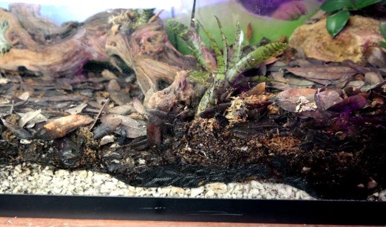 Josh's Frogs Tour and Poison Dart Frog Tank Set Up - Akron Ohio Moms