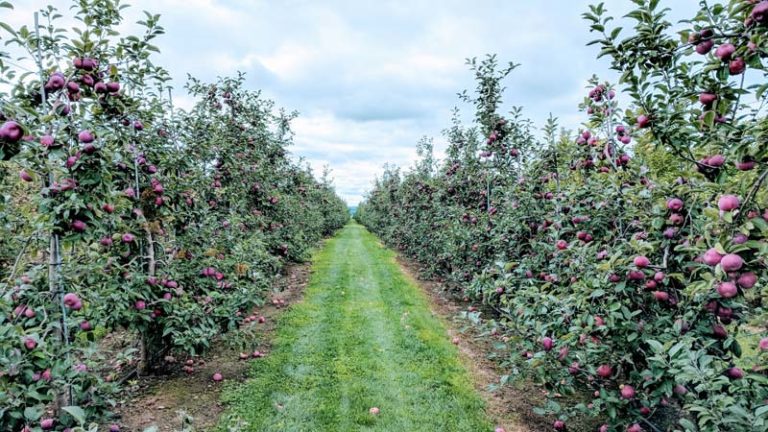 Pick Your Own Apples in Rittman + Apple Festival at Bauman Orchards ...