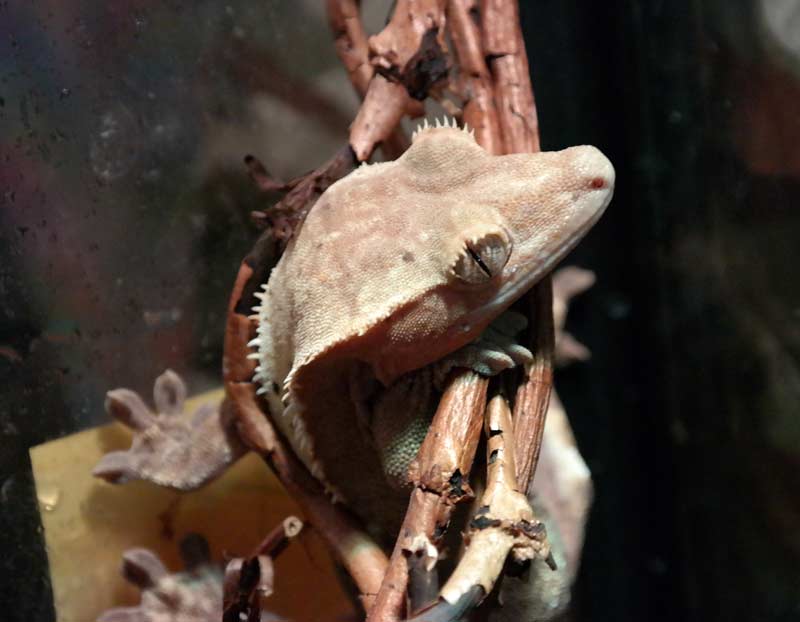 Achieve Perfect Humidity with Zoo Med Repti Rain - Akron Ohio Moms