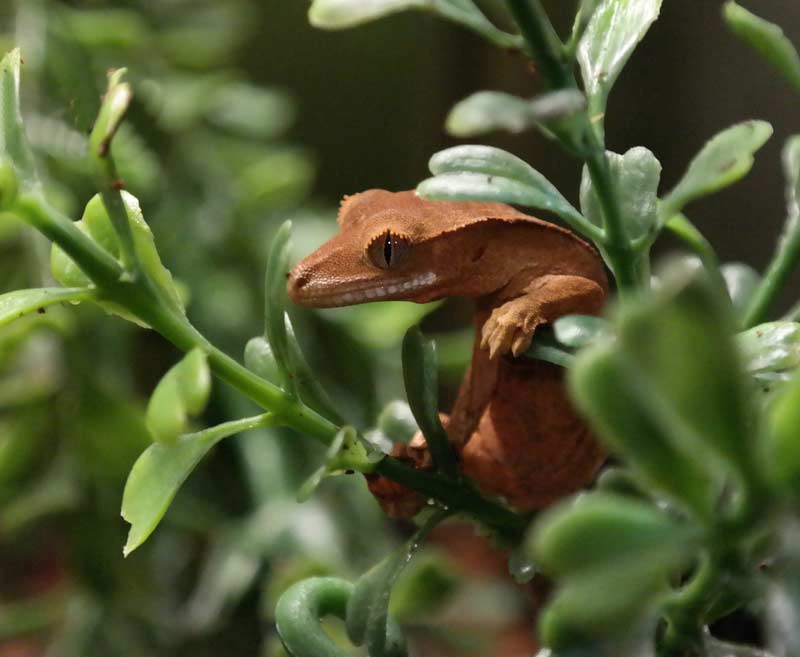 Achieve Perfect Humidity with Zoo Med Repti Rain - Akron Ohio Moms