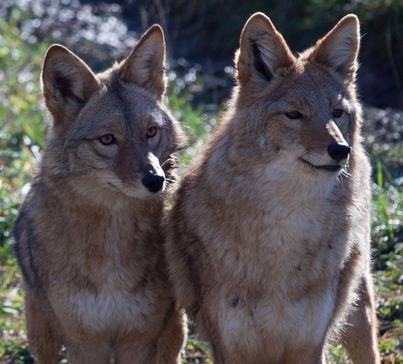 So You Spot A Coyote in Your Akron Neighborhood. What Should You Do ...