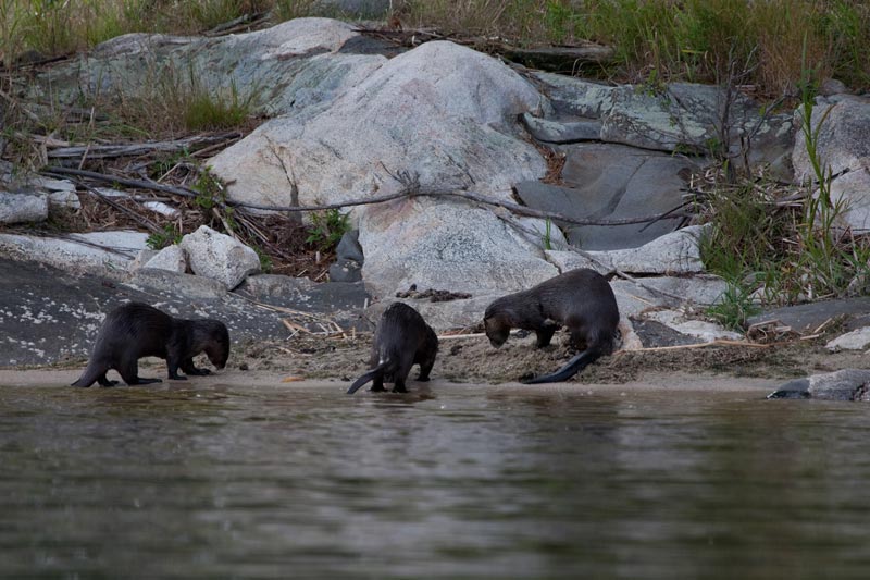How Does Ohio Wildlife Survive Cold, Ohio Winters? - Akron Ohio Moms