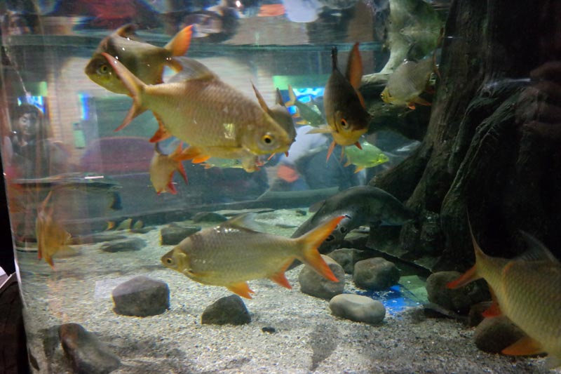 Experience the Updated Greater Cleveland Aquarium! - Akron Ohio Moms