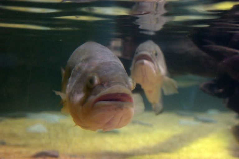 Experience the Updated Greater Cleveland Aquarium! - Akron Ohio Moms