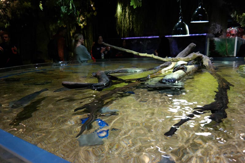 Experience the Updated Greater Cleveland Aquarium! - Akron Ohio Moms