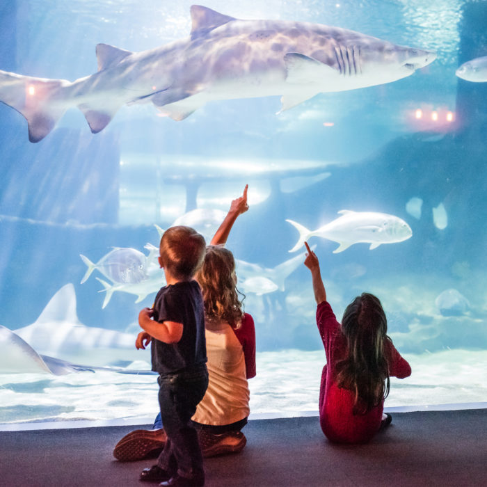 Fin Fest 2025: A FIN-credible Shark & Stingray Party - Akron Ohio Moms