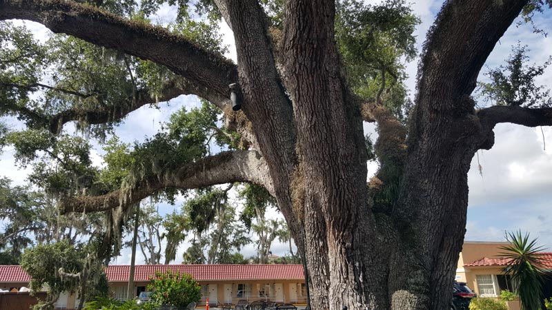 All Aboard the Best St. Augustine Tour with Ripley's Red Train Tour ...