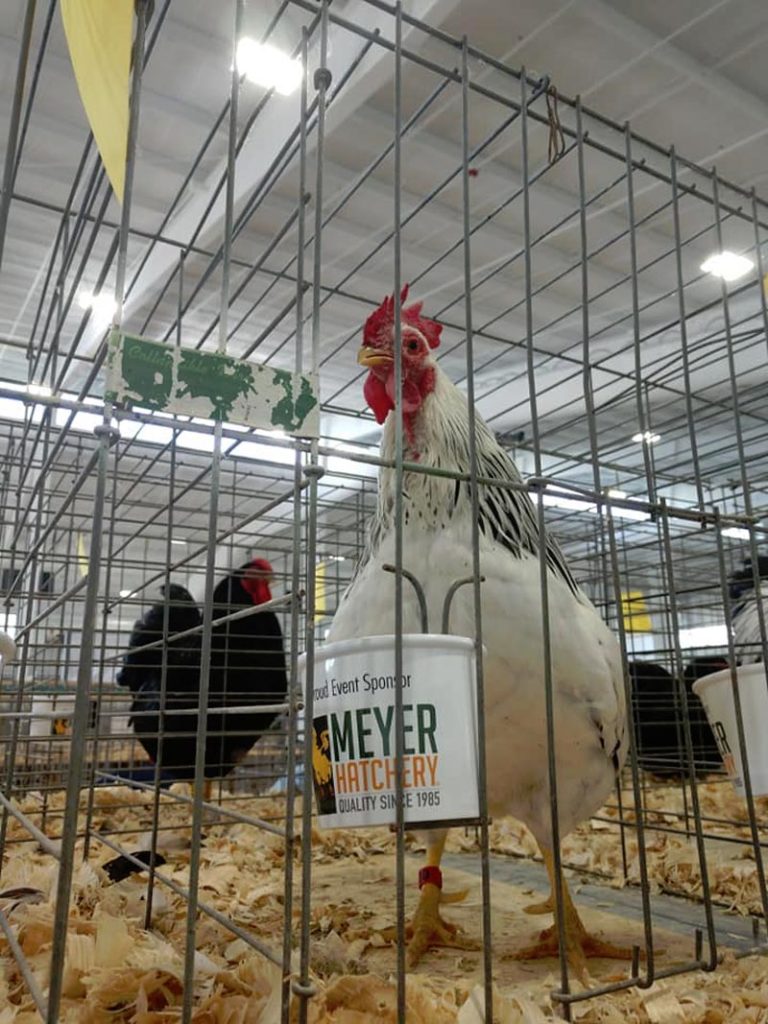 Take a Drive to Wooster for Family Fun at the Wayne County Fair - Akron ...