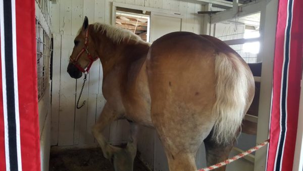 Take a Drive to Wooster for Family Fun at the Wayne County Fair - Akron ...