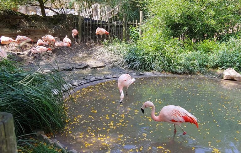 Always a Fun Outing at the Akron Zoo - Akron Ohio Moms