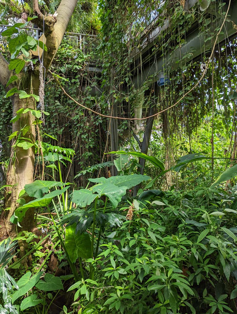 Escape to the Rainforest with Butterflies in Ohio - Akron Ohio Moms