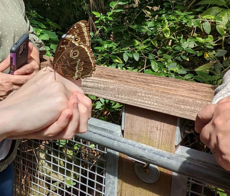 Escape to the Rainforest with Butterflies in Ohio - Akron Ohio Moms