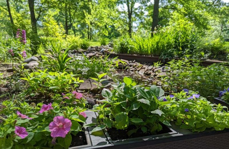 Does Your Backyard Help Ohio Pollinators? - Akron Ohio Moms