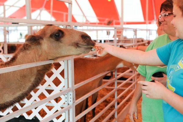 Make Memories and Have More Fun at Ohio State Fair - Akron Ohio Moms