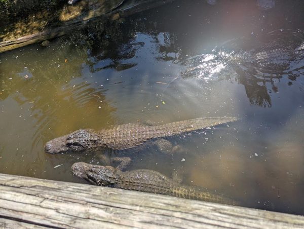 Feed the Alligators at St. Augustine Alligator Farm Zoological Park ...
