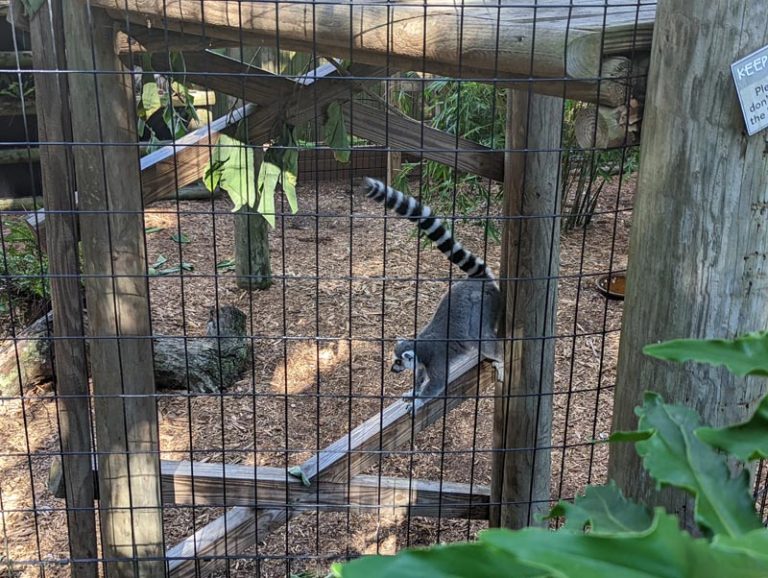 Feed the Alligators at St. Augustine Alligator Farm Zoological Park ...