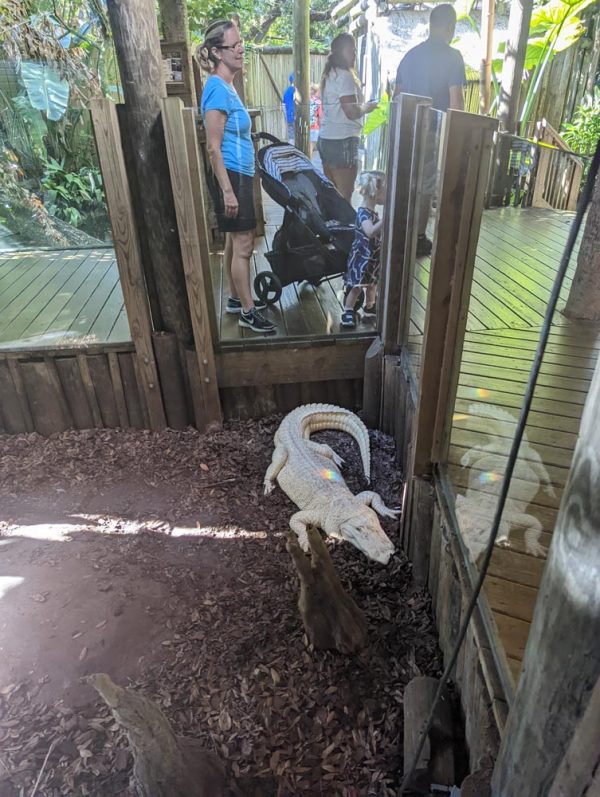 Feed the Alligators at St. Augustine Alligator Farm Zoological Park ...