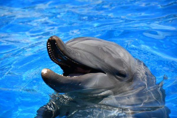 Swim with Dolphins in Florida at Marineland Dolphin Adventure - Akron ...