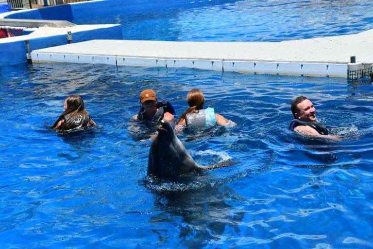 Swim with Dolphins in Florida at Marineland Dolphin Adventure - Akron ...