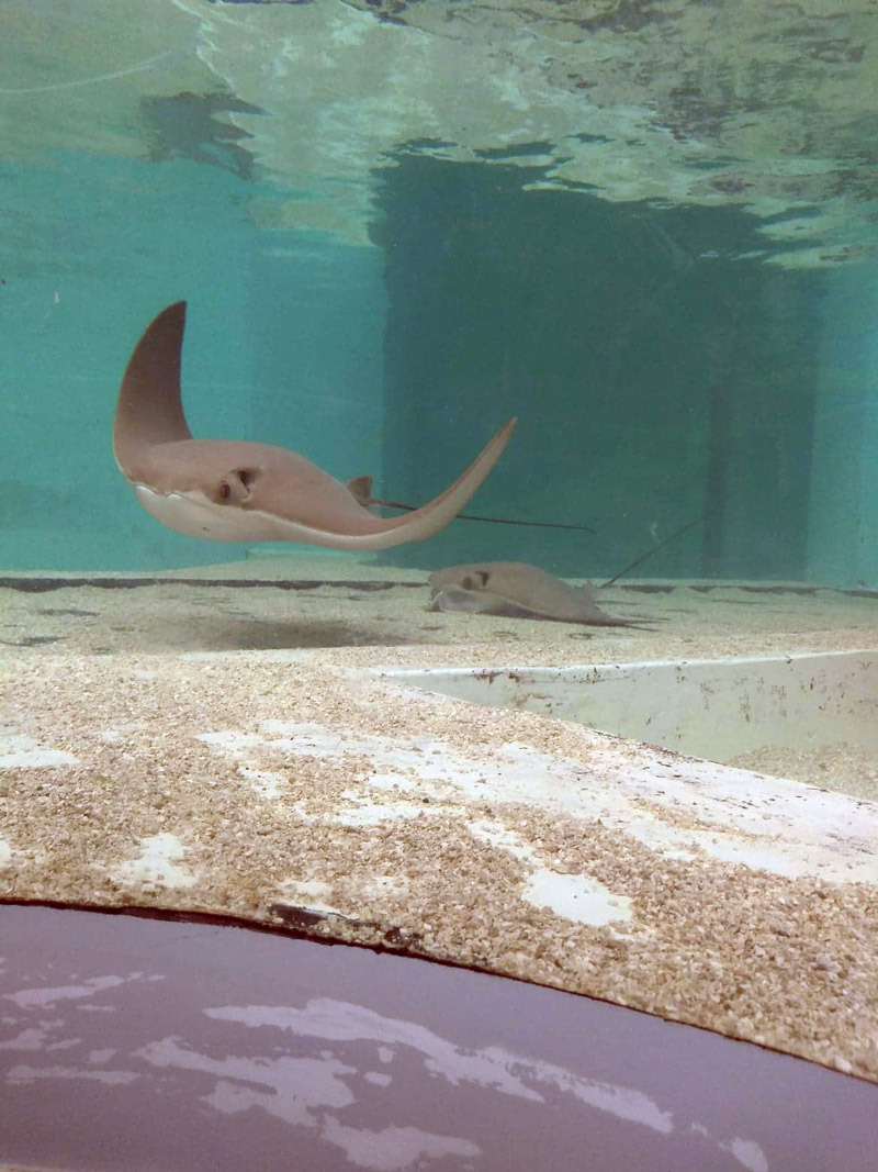 Over the Ohio River to Newport Aquarium! - Akron Ohio Moms