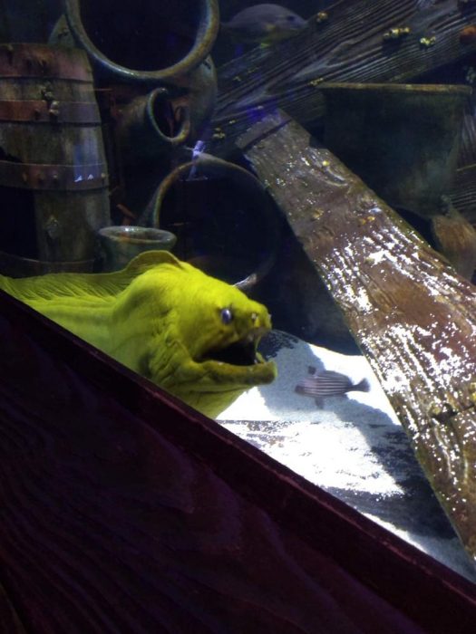 Over the Ohio River to Newport Aquarium! - Akron Ohio Moms