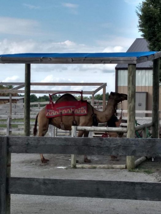 Ark Encounter Review: Life-size Noah's Ark - Akron Ohio Moms