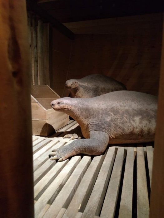 Ark Encounter Review: Life-size Noah's Ark - Akron Ohio Moms