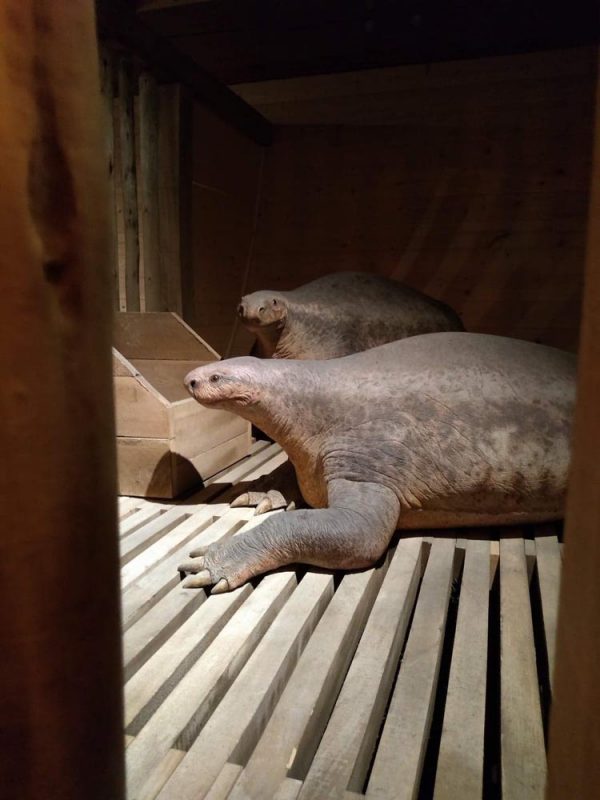 Ark Encounter Review: Life-size Noah's Ark - Akron Ohio Moms