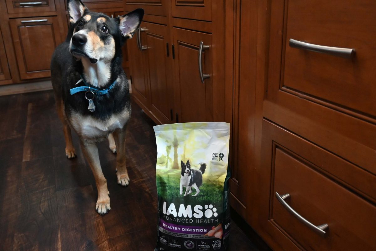 Select Your Pet's Food Based on Behavior - Akron Ohio Moms