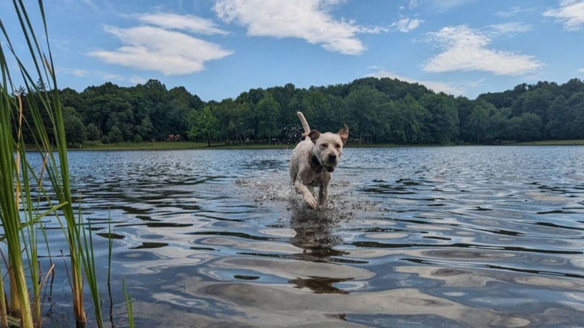 Free Family Fun at Summit Metro Parks this Summer - Akron Ohio Moms