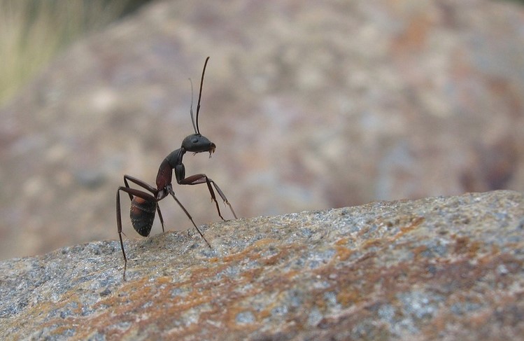 Ants, Flies, and Roaches: How to Handle an Insect Infestation - Akron ...