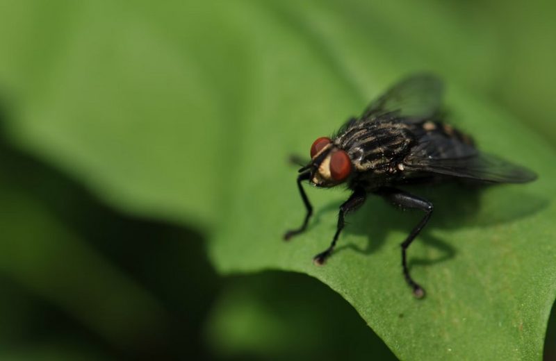 Ants, Flies, and Roaches: How to Handle an Insect Infestation - Akron ...
