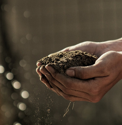 Revitalizing Forests Through Native Plant Restoration: A Full Guide ...