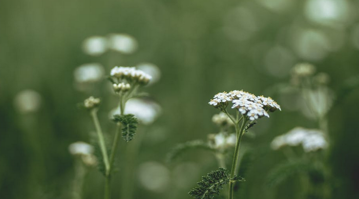 Revitalizing Forests Through Native Plant Restoration: A Full Guide ...